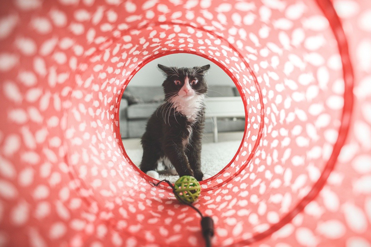 5 Ways to Enrich Your Indoor Cat’s Environment - Woodland Veterinary ...
