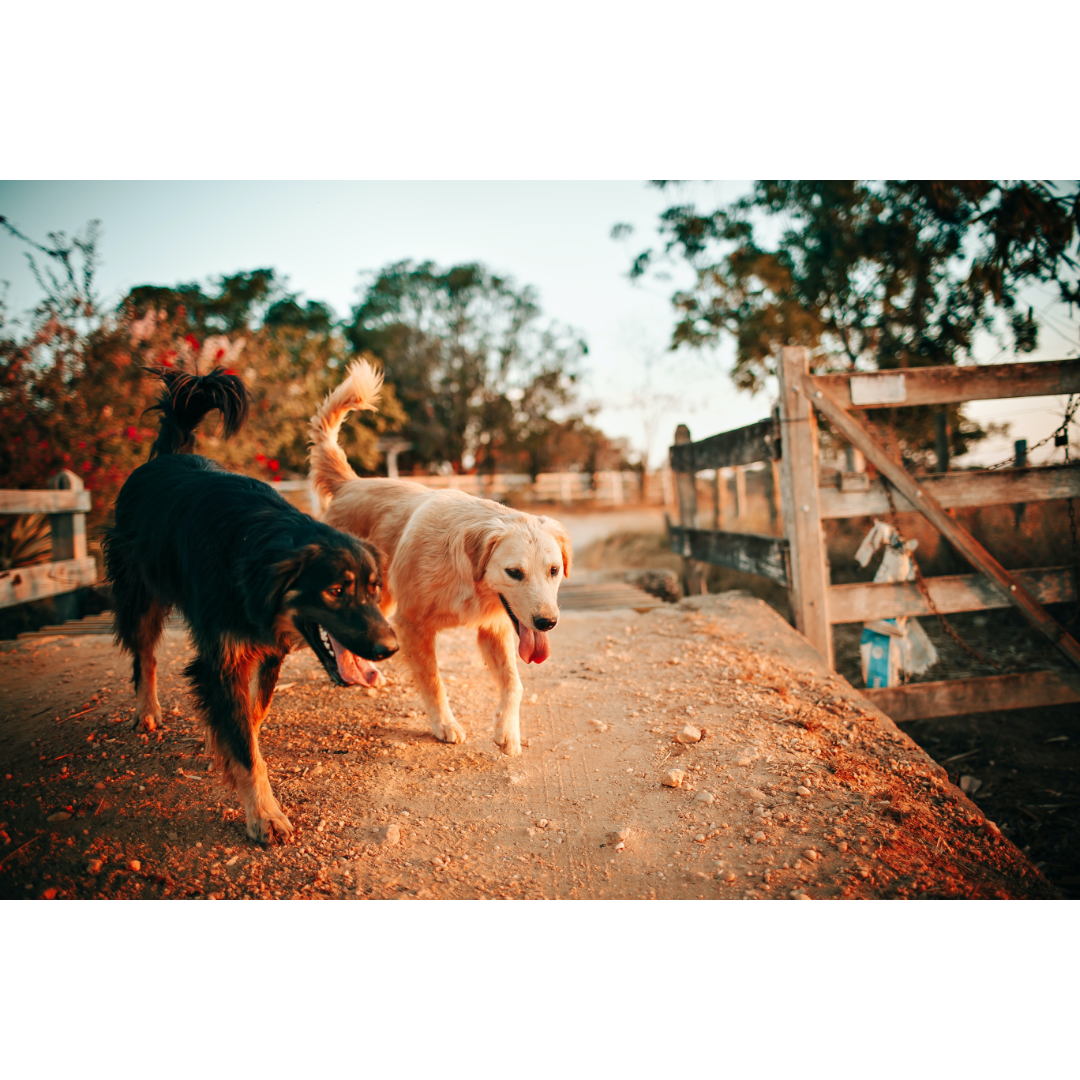 The Importance of Socializing Your Pet - Woodland Veterinary Hospital